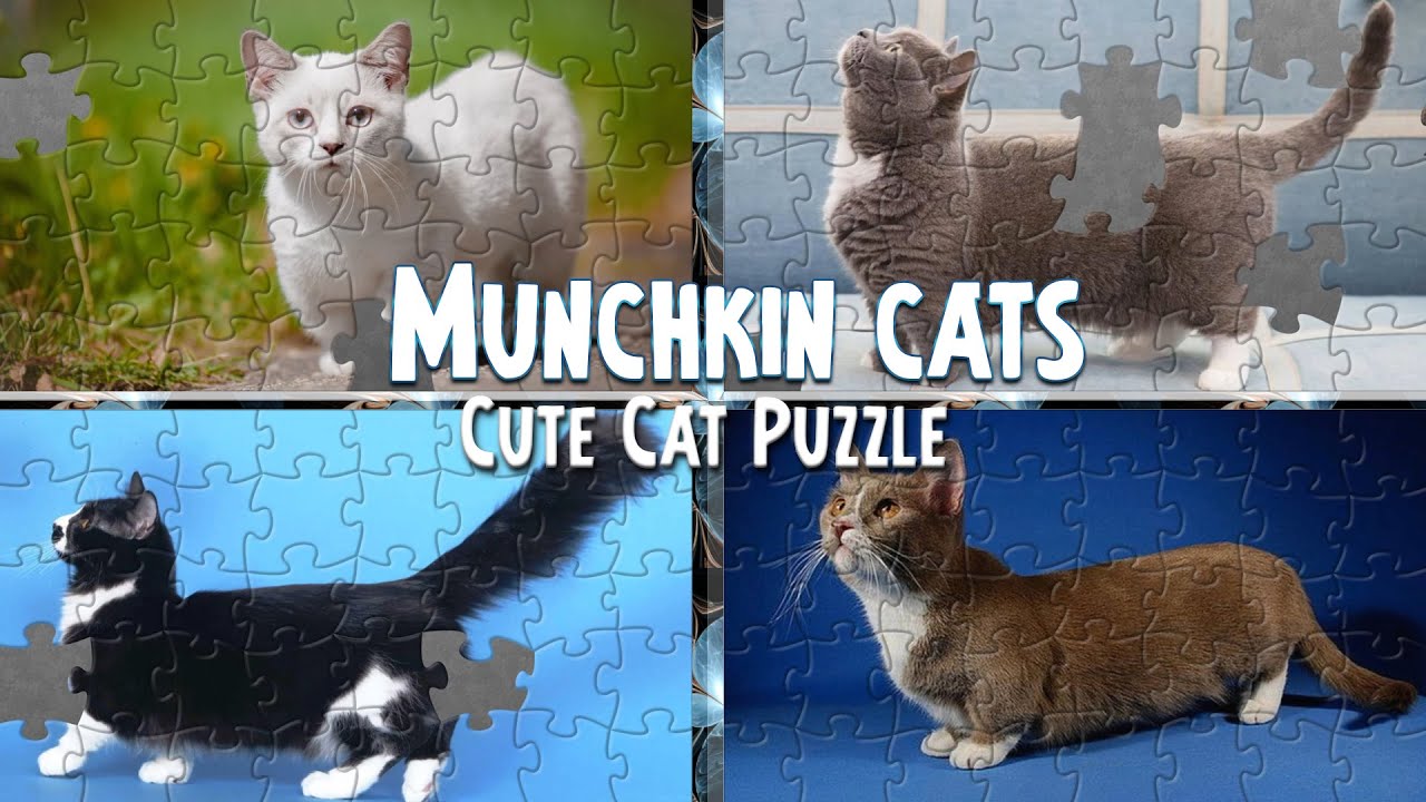 Munchkin Cats - Munchkin Katzen - Gatos Munchkins - Cute cat puzzle ...