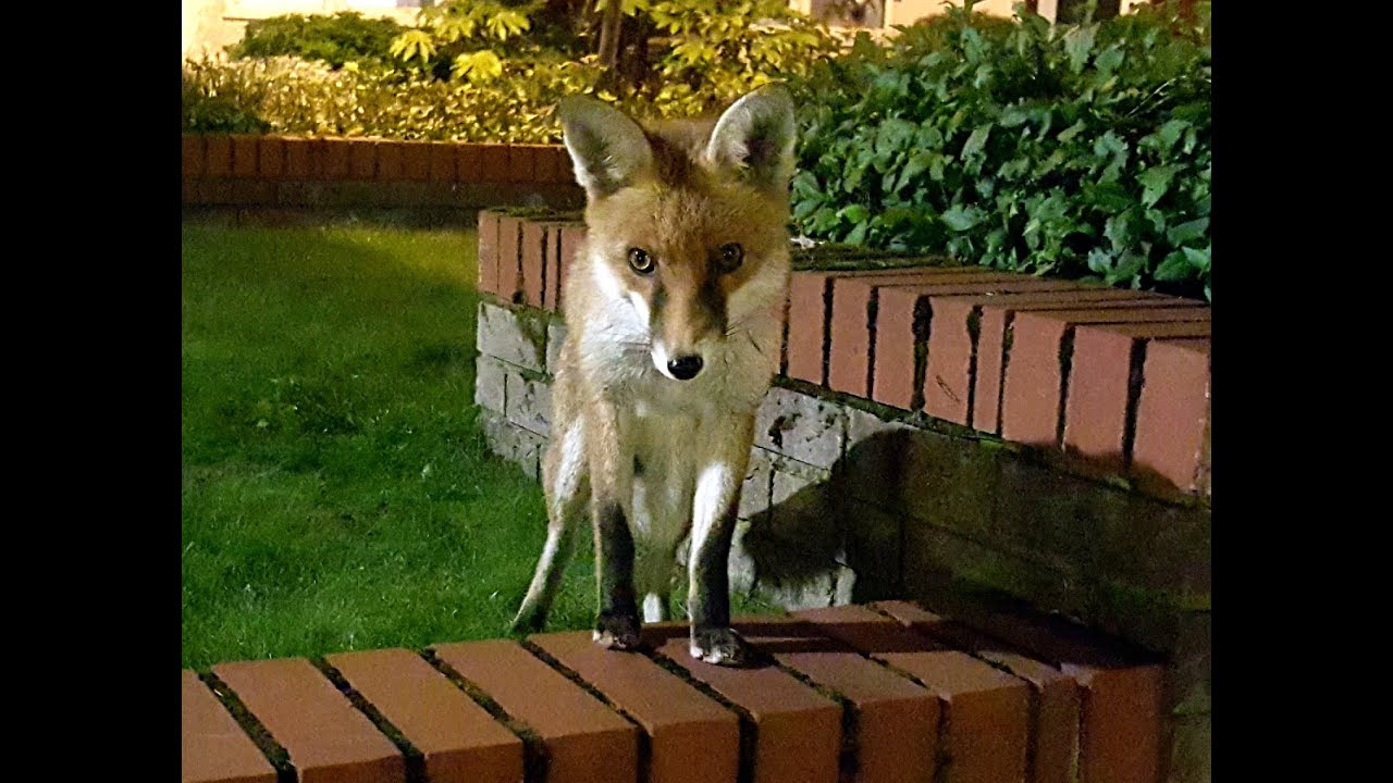 Cute fox says hello - YouTube