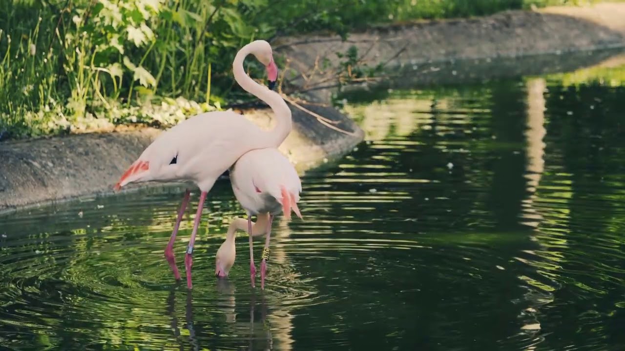 Flamingo Dance - Beautiful Romantic Music with couple of dancing ...