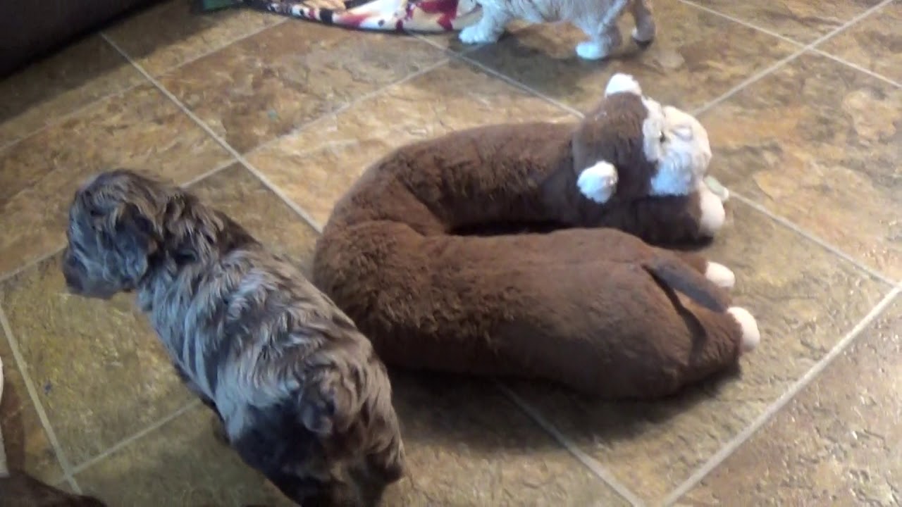 Cockapoo puppies! Honey, Heath, Hope, Haley, Hunter & Helen - YouTube