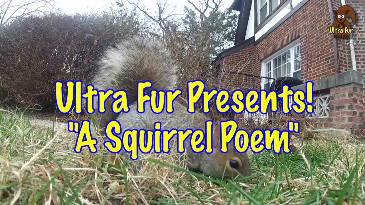 "A Squirrel Poem" - YouTube