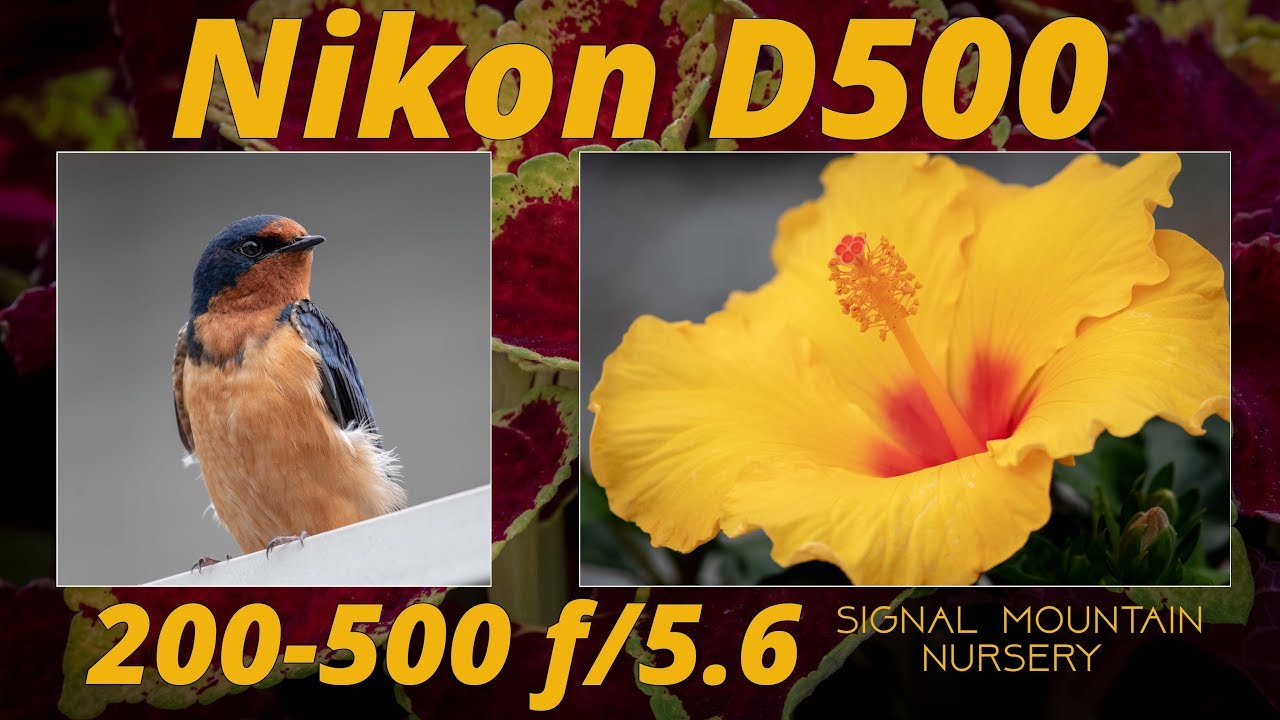 Nikon D500 & 200-500 Flower and Barn Swallow Bird Photography - YouTube