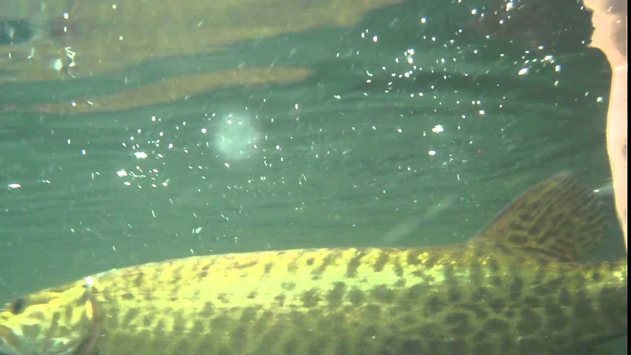 Muskie Underwater