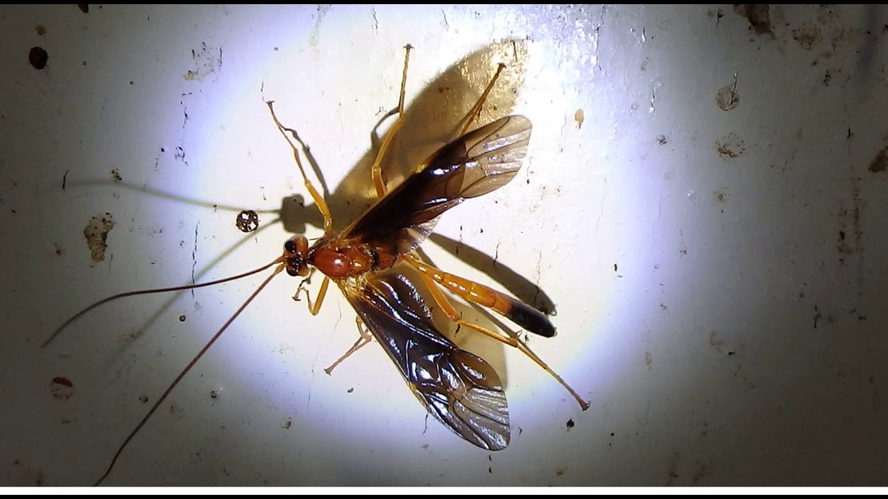 Ophion sp Greece by Theo Fotiadis - YouTube