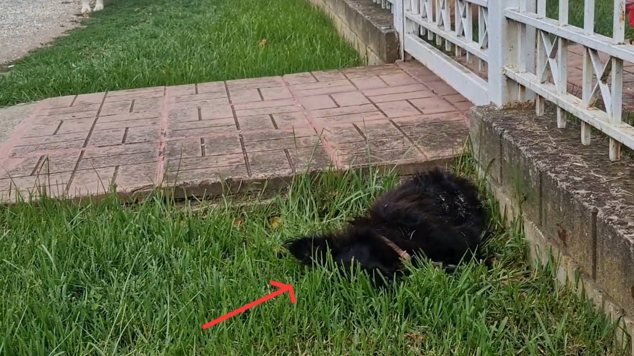 Small dog was found helpless, unconscious, badly injured. - YouTube