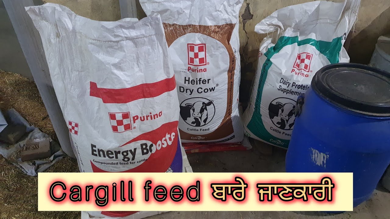 Cargill feed ਬਾਰੇ ਜਾਣਕਾਰੀ #dairyfarm #hfcow - YouTube