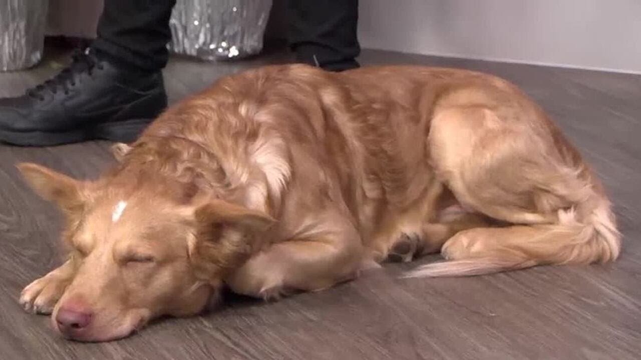 A Look Into The Shelter Renovations At The Animal Care And Control ...