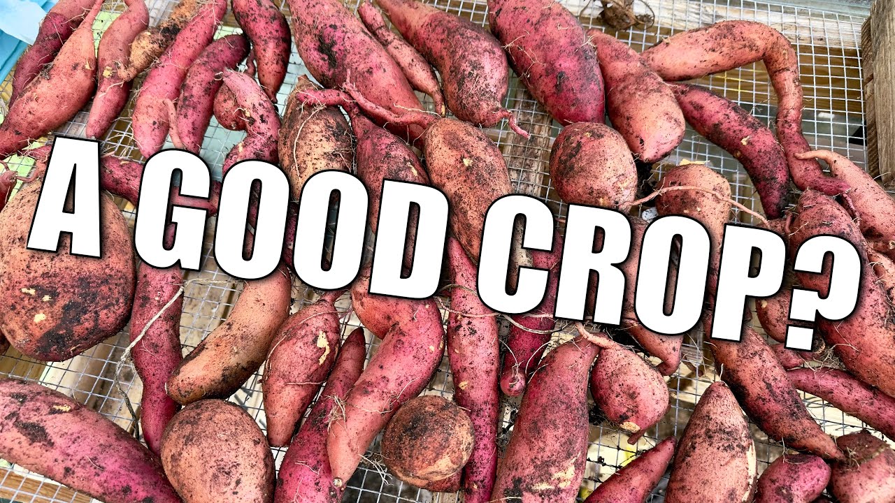 Harvesting Sweet Potatoes - Fall Blitz Day 25 - YouTube