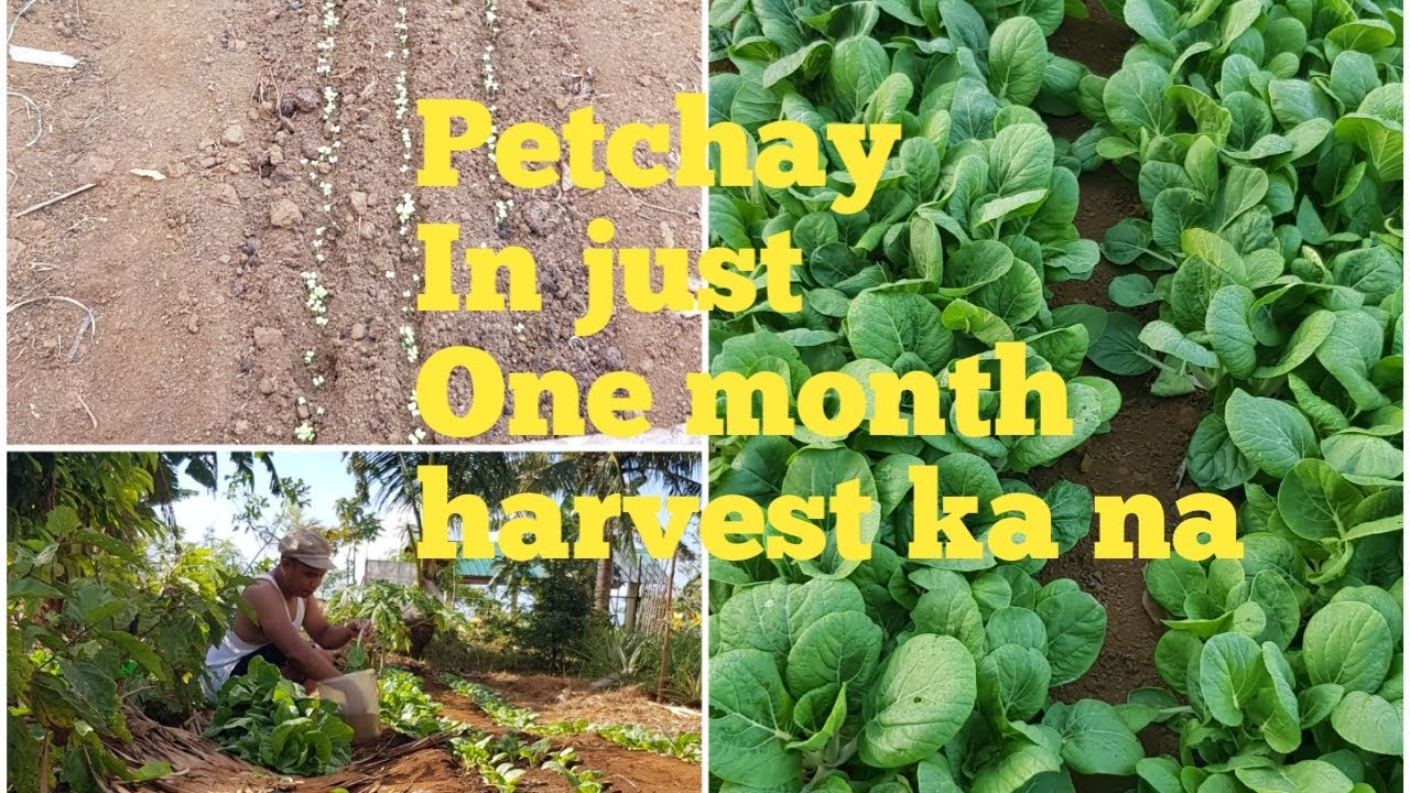 Paano mag tanim ng Pechay || How to plant Pechay || Buhay Probinsya ...