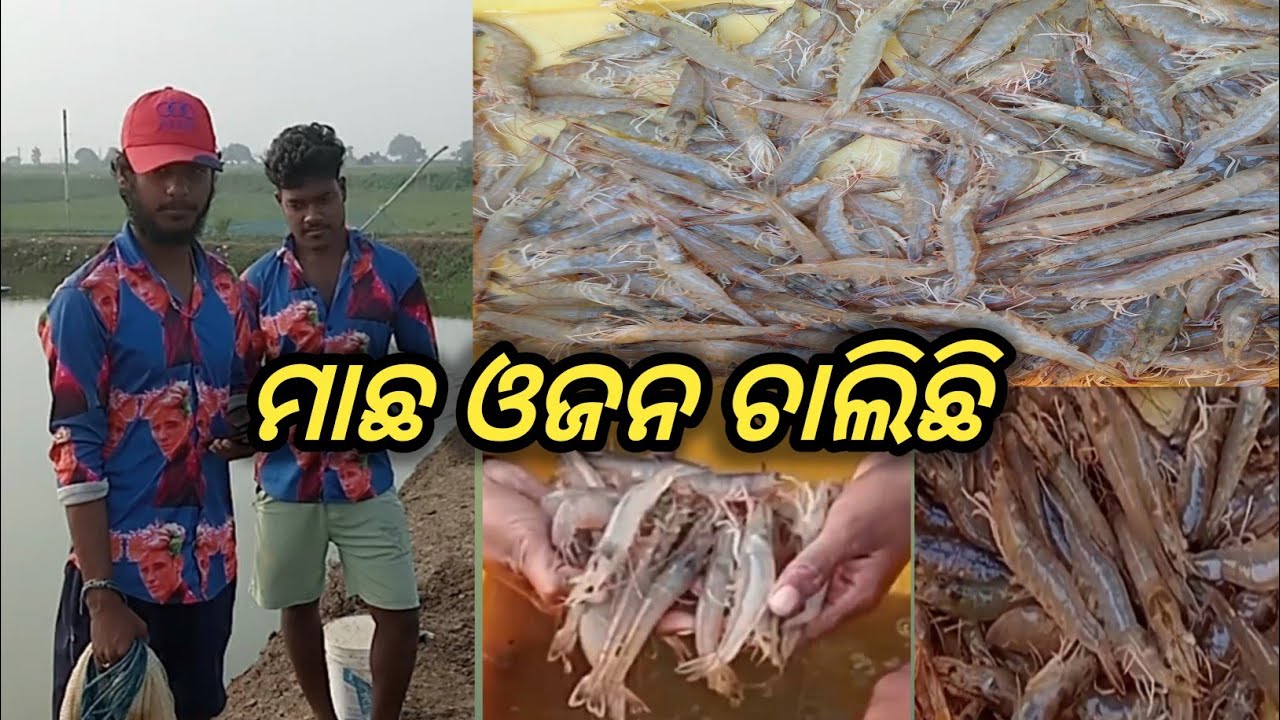ମାଛ ଓଜନ ଚାଲିଛି //Venami Fish Farming In Odisha ️#vlog - YouTube