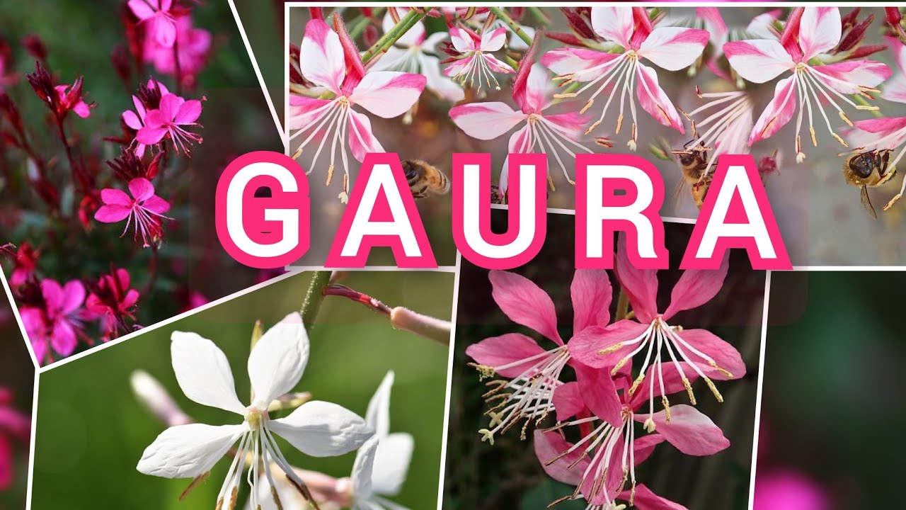 Gaura leptirov cvet dugocvetajuća grmolika mirisna cvetnica koja cveta ...