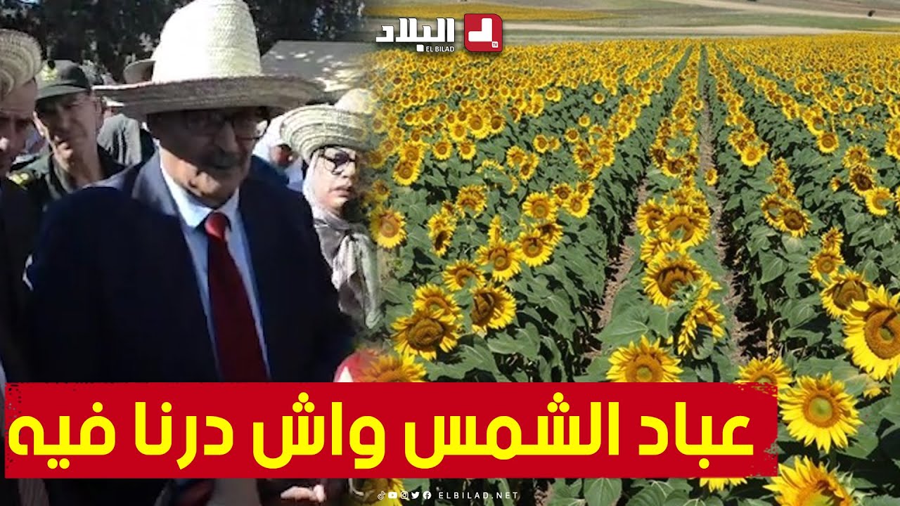 والي تيارت لمسؤول بمديرية الفلاحة لازم عصرنة قطاع الفلاحة واش درنا