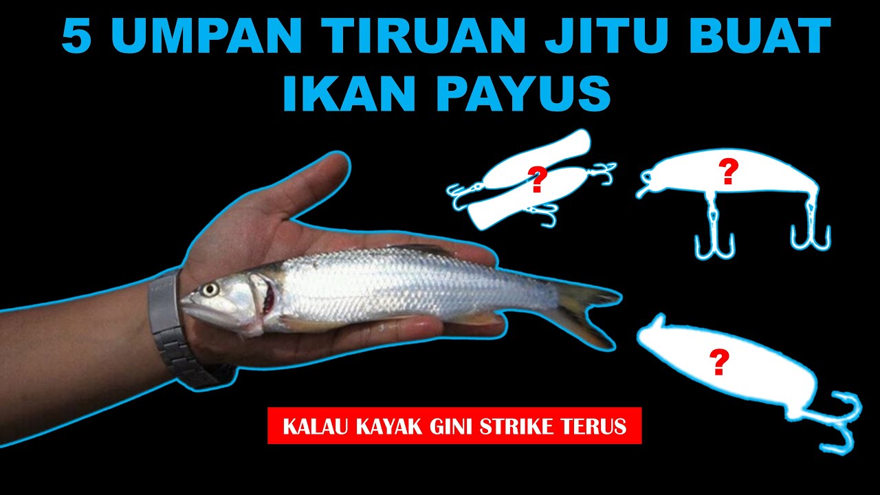 5 Umpan Tiruan Jitu Buat Casting Ikan Payus Di Tambak Atau Di Laut ...