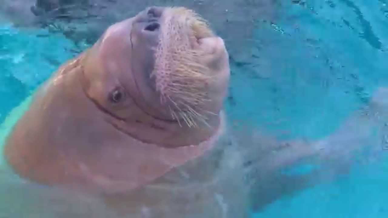 Walrus Pool Party! - YouTube