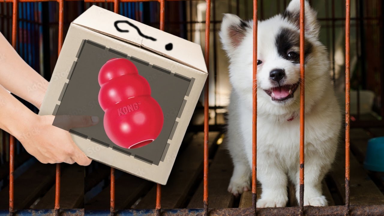 Letting Homeless Dogs Pick their Mystery Box! - YouTube