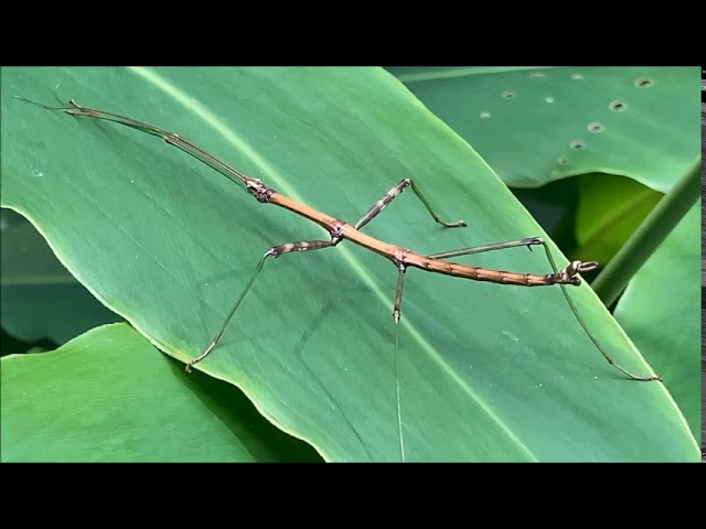 Walking Stick Insect The Wonder Of Stick Insects Service Master