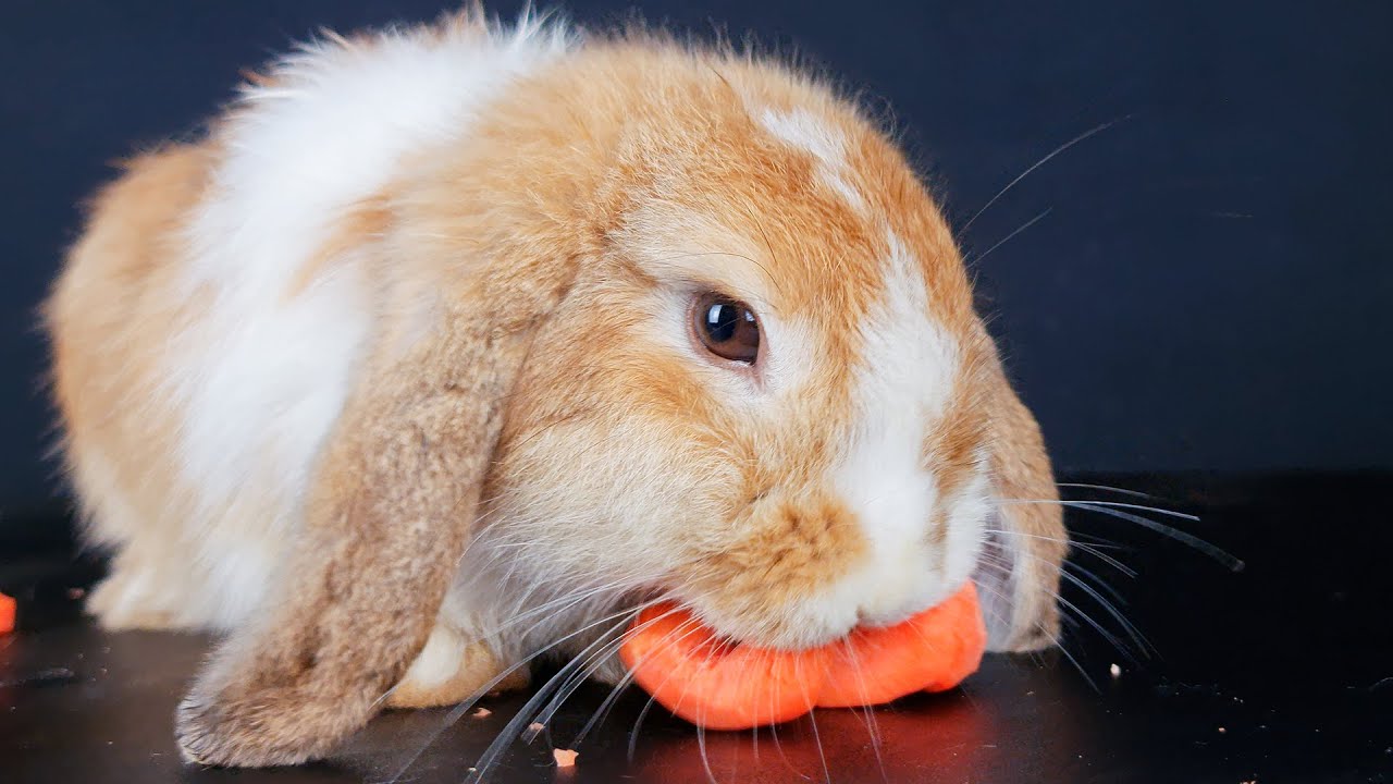 Cute Tiny bunny eats carrot carve snake ASMR - YouTube