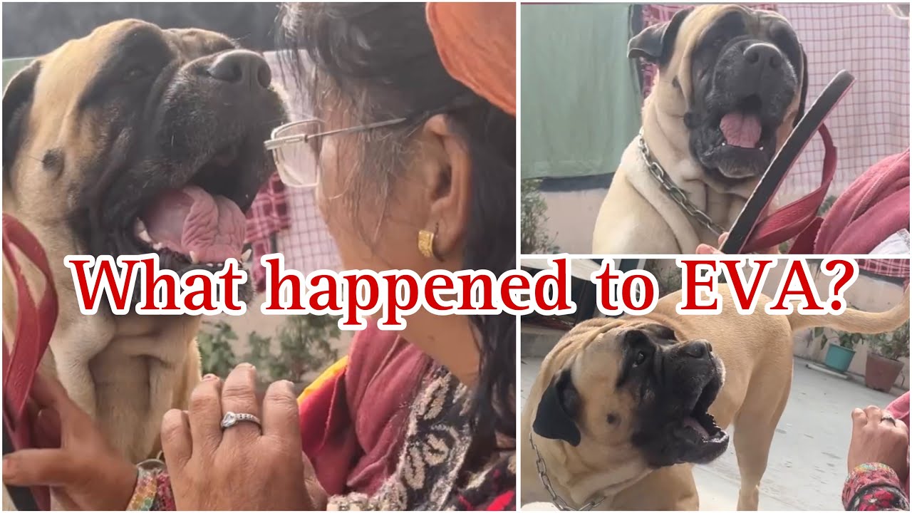 What happened to EVA ? Eva had a lot of fun today♥️|| #babitajaraut # ...