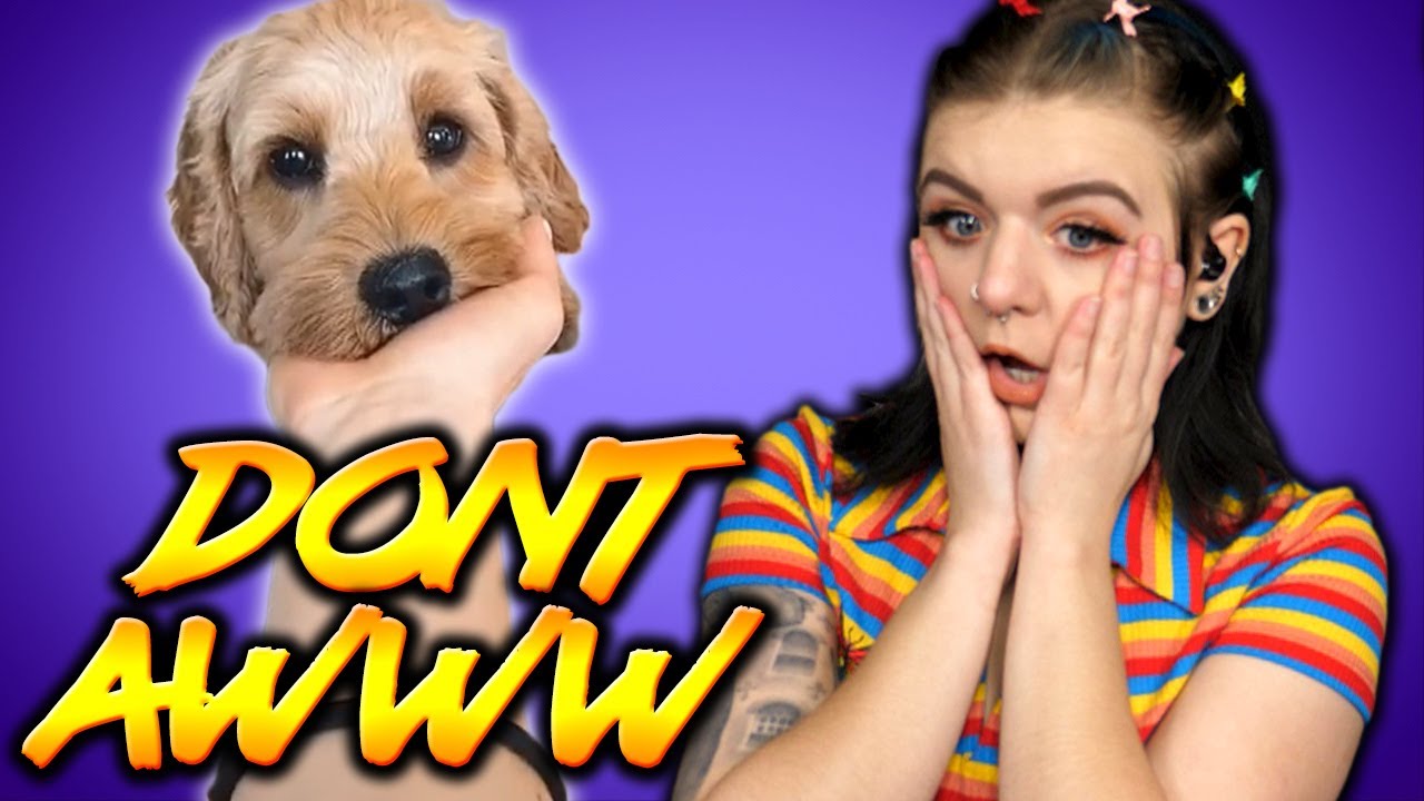 Try not to SMILE or AWW Challenge | 20 - YouTube