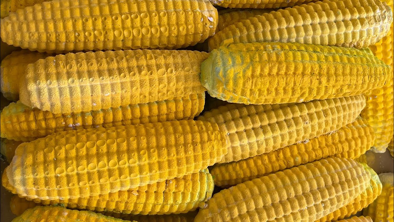 Is This Real Corn or Gym chalk ? Harvested 124 Corn on the cob ...