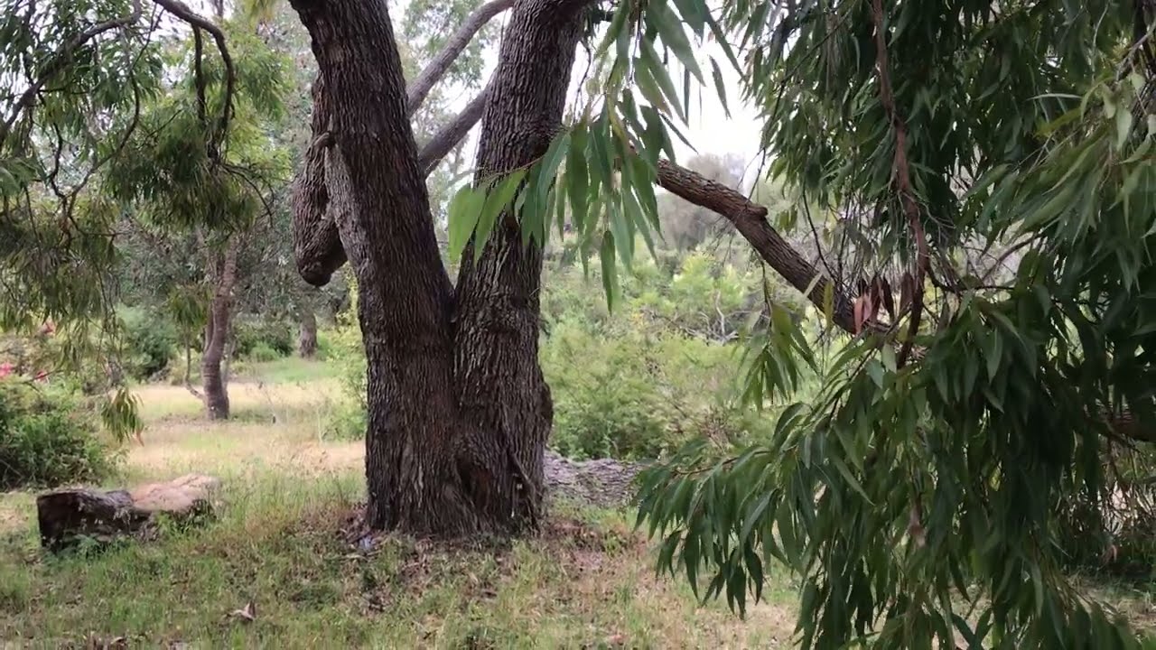 Corymbia gummifera (Red bloodwood) - YouTube
