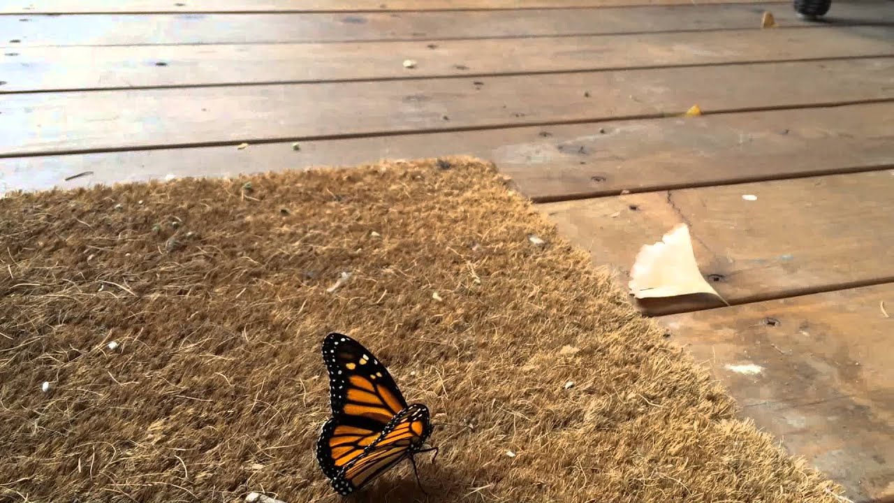MONARCH FIRST FLIGHT - YouTube