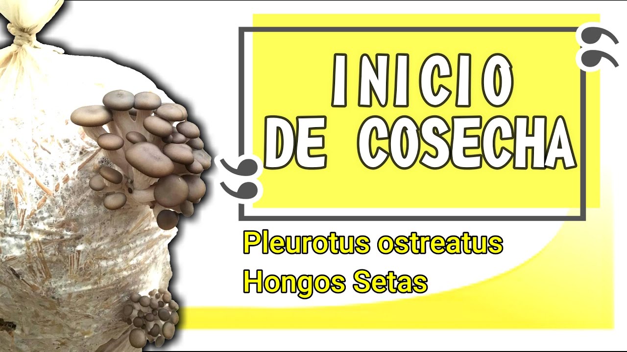 Inició mi Cosecha de Hongos | Setas 🍄 - YouTube