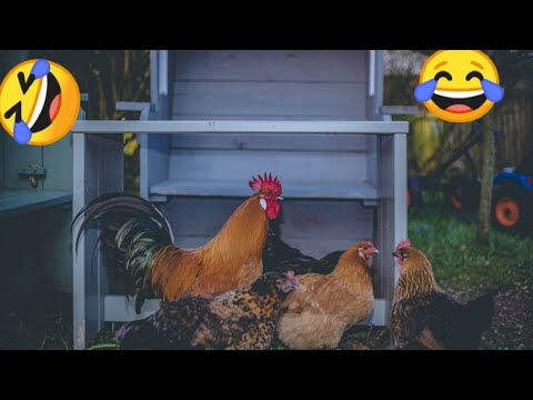 Beautiful Chicken 🐔 Cutest Chickens 😍 Funny Chicken Compilation