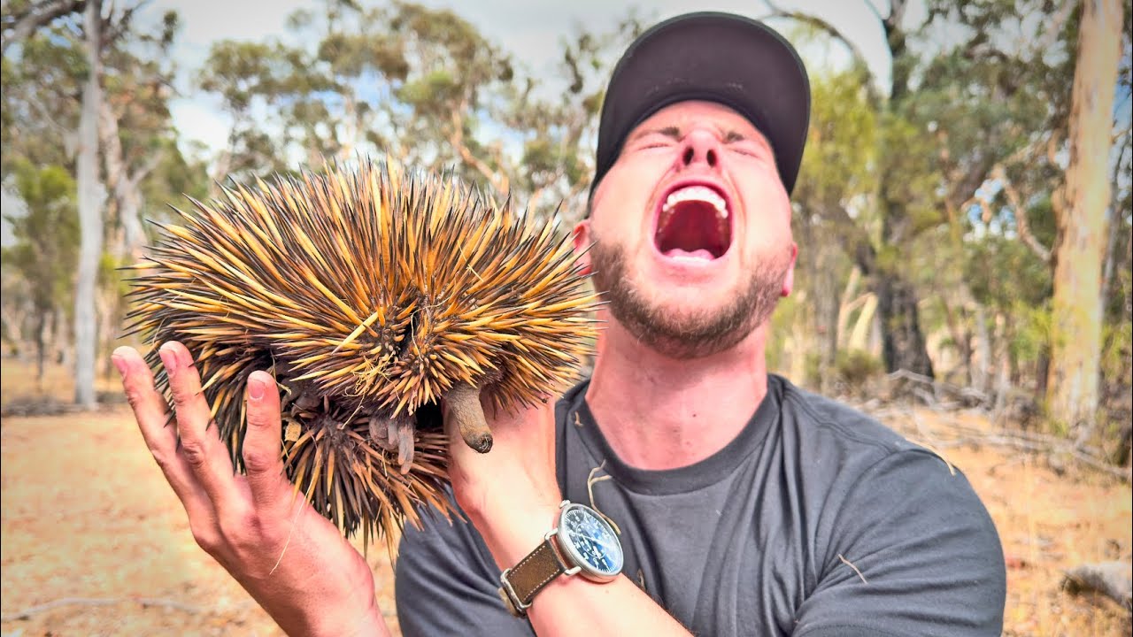 Ouch! Spiked by World's Sharpest Animal - YouTube