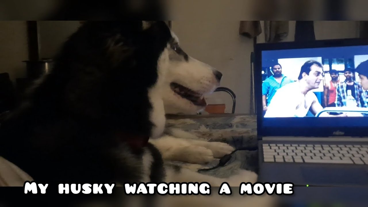 My Husky loves watching movies - She loves Playing with kids and always ...