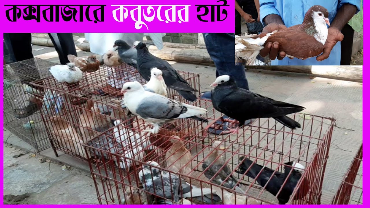 কক্সবাজারের কবুতরের হাট/Pigeon market in Cox's Bazar - YouTube