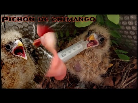 Primera alimentación de pichón de Chimango. Increíble como come carne ...