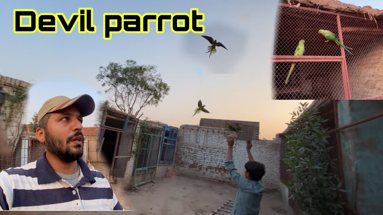 Devil parrot ne Aj bohat zyada chakar lgay - YouTube