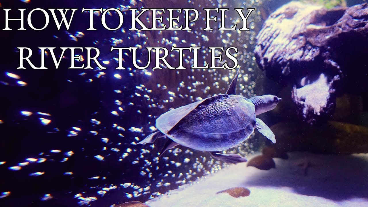 EVERYTHING you need to know about the FLY RIVER TURTLE - YouTube
