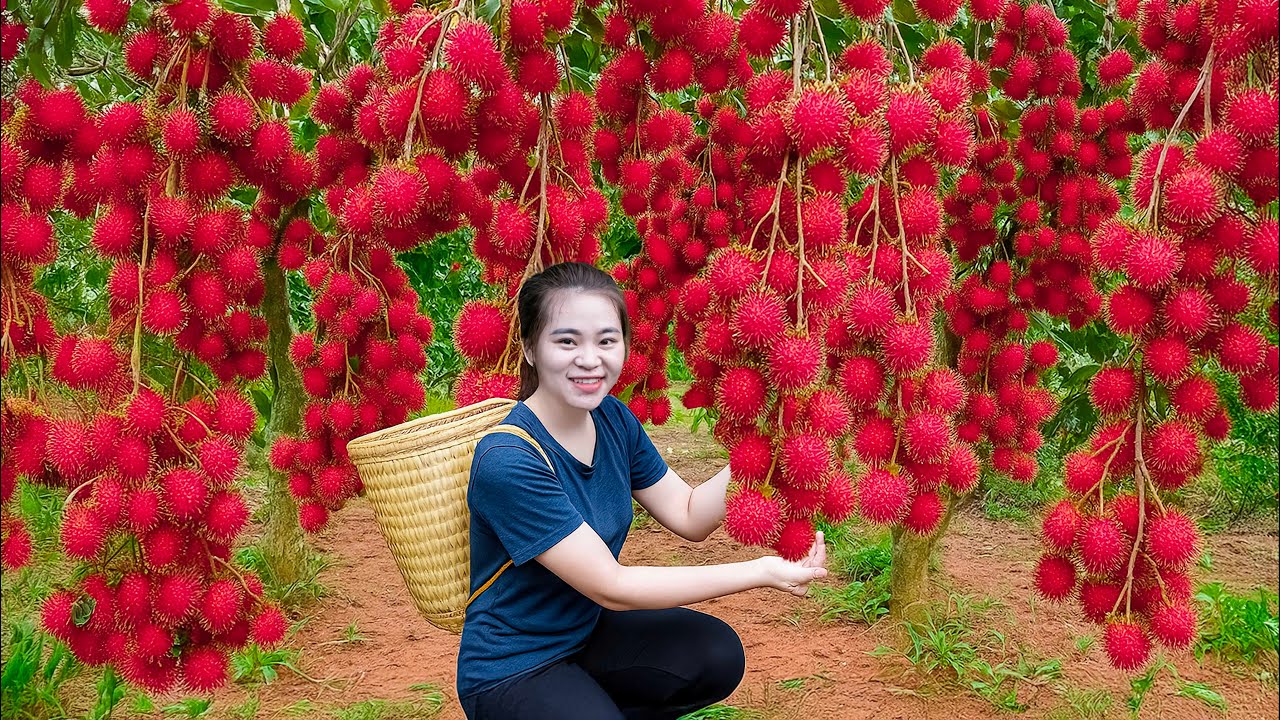 Harvesting Giant Red Rambutan Orchards & Bringing Them to Market For ...