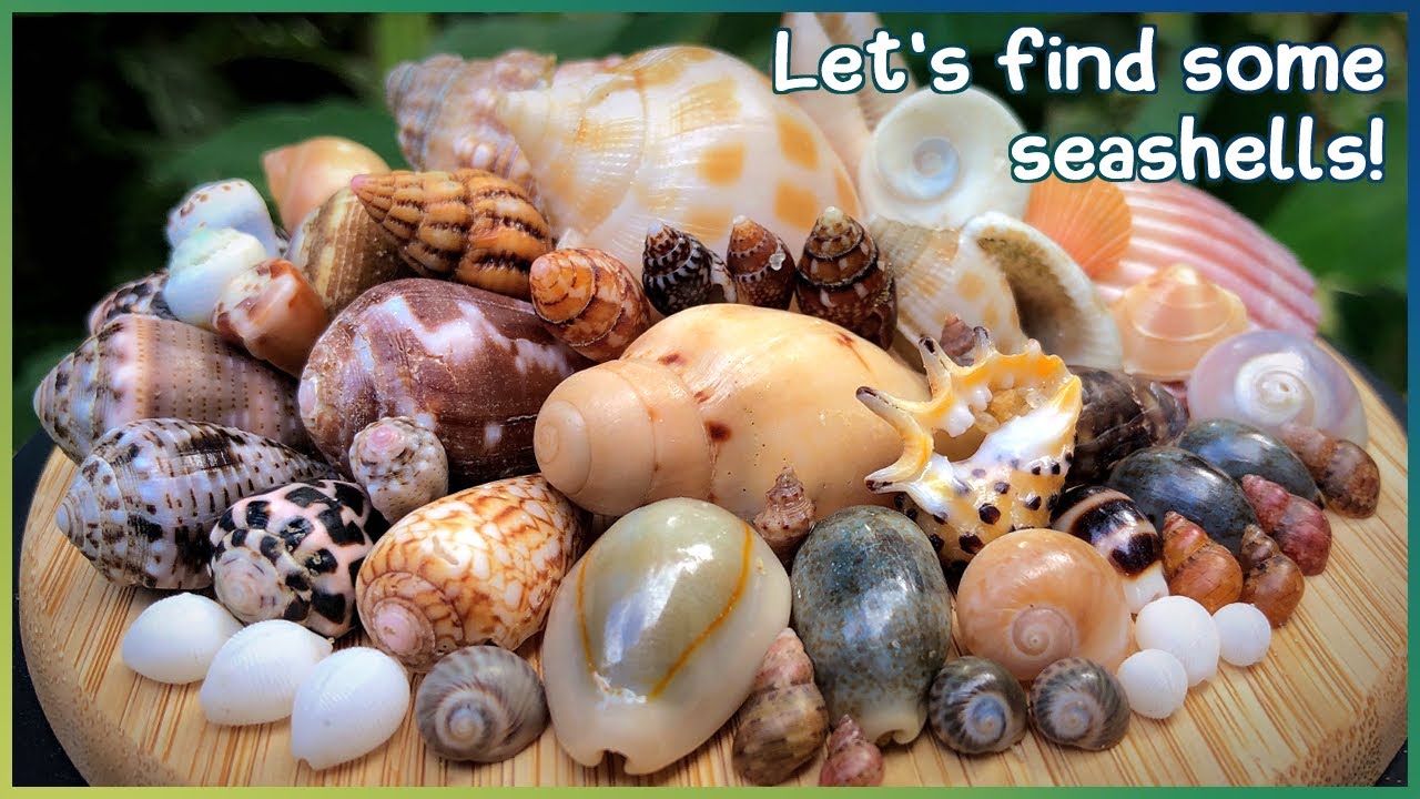 Finding Seashells at Low Tide | Minis before the Easter Holidays # ...