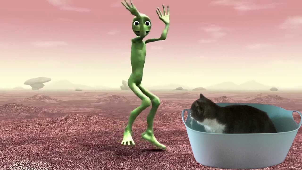 Jack de kitten "Spacekat" - YouTube