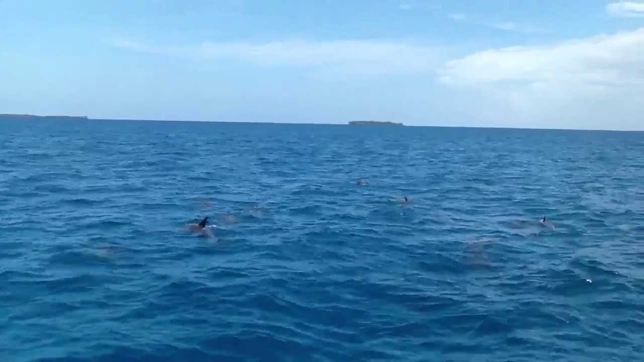 swimming with dolphins @ wasini Kenya - YouTube