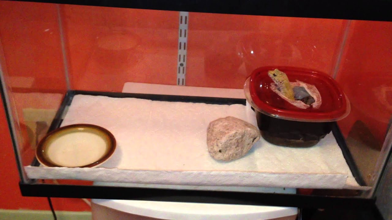 Leopard gecko care: Part 1 (Leopard Gecko Enclosure) - YouTube