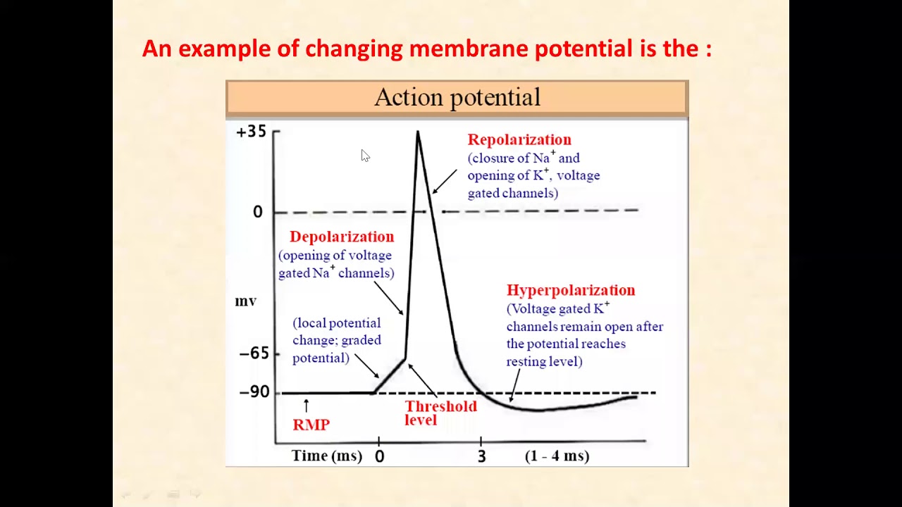 MR - Session 3 - Lecture 2 - Changing Membrane Potential - YouTube