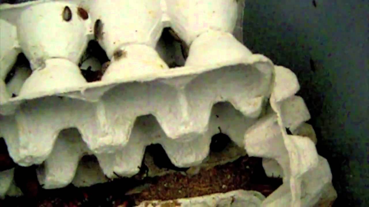 COCKROACH COLONY TOUR! - YouTube