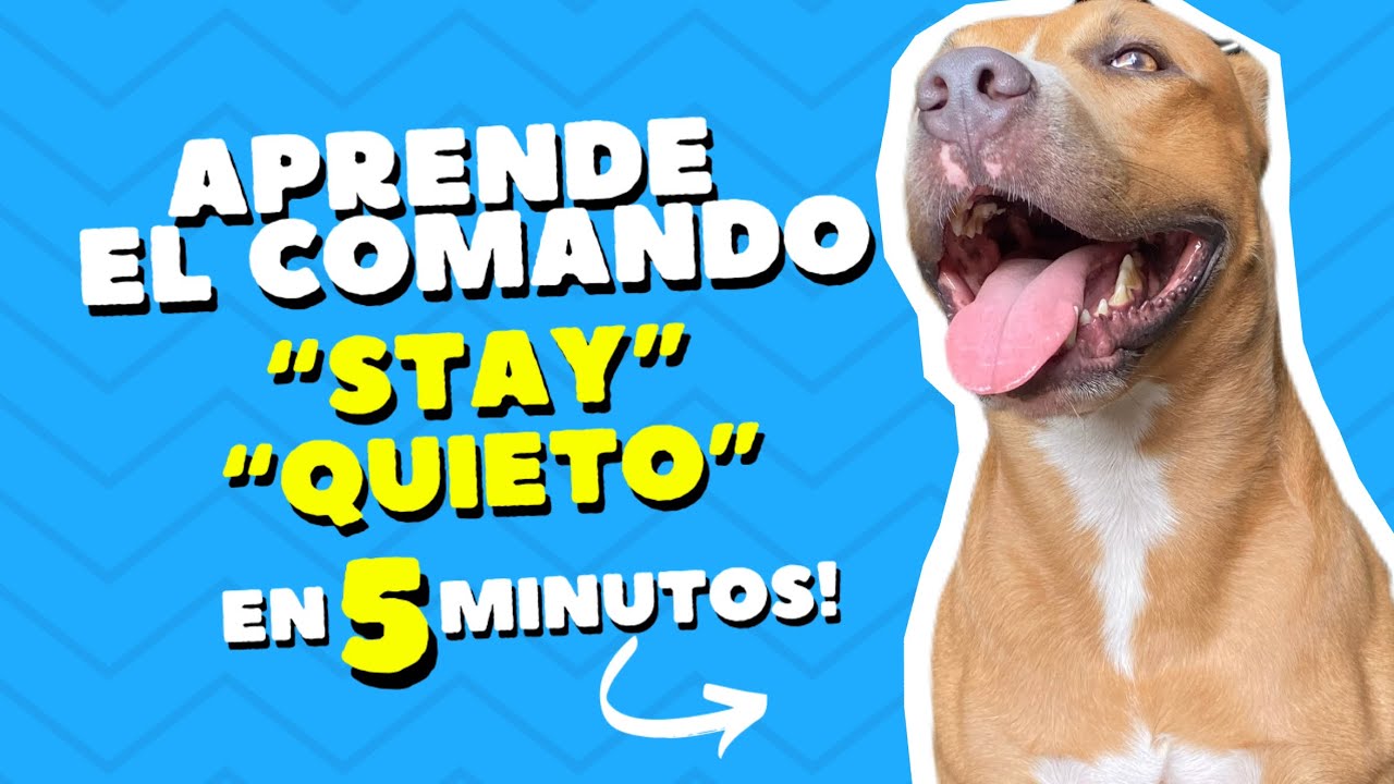 ENSEÑA el comando “STAY” o “QUIETO” a tu PERRO 🫡🐶 - YouTube