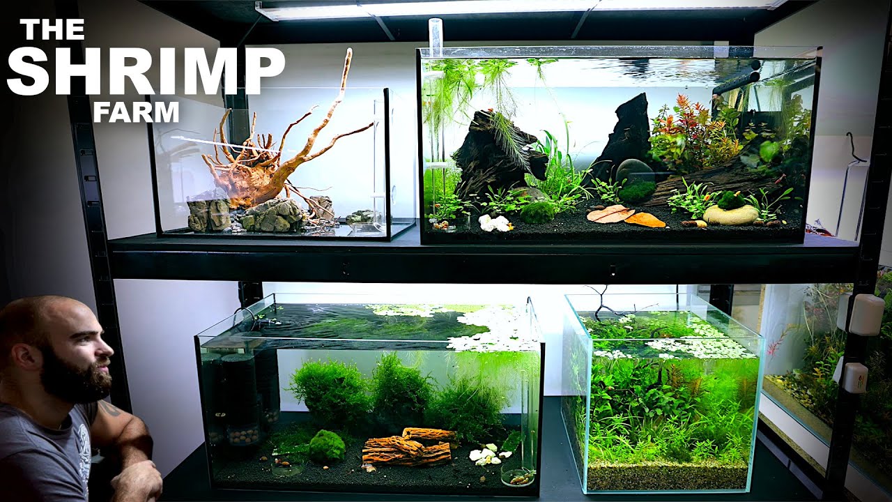 Shrimp Farming Tanks