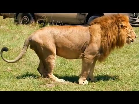 Earless Male Lion - 300kg of Muscule Tank - YouTube