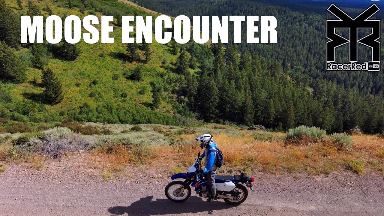 Moose Encounter on Motorcycle Ride Teton Idaho (DRZ400) - YouTube