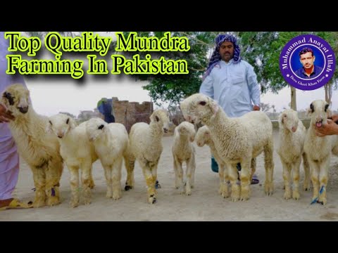 mundra farming in pakistan | top quality mundra | goat farming in ...
