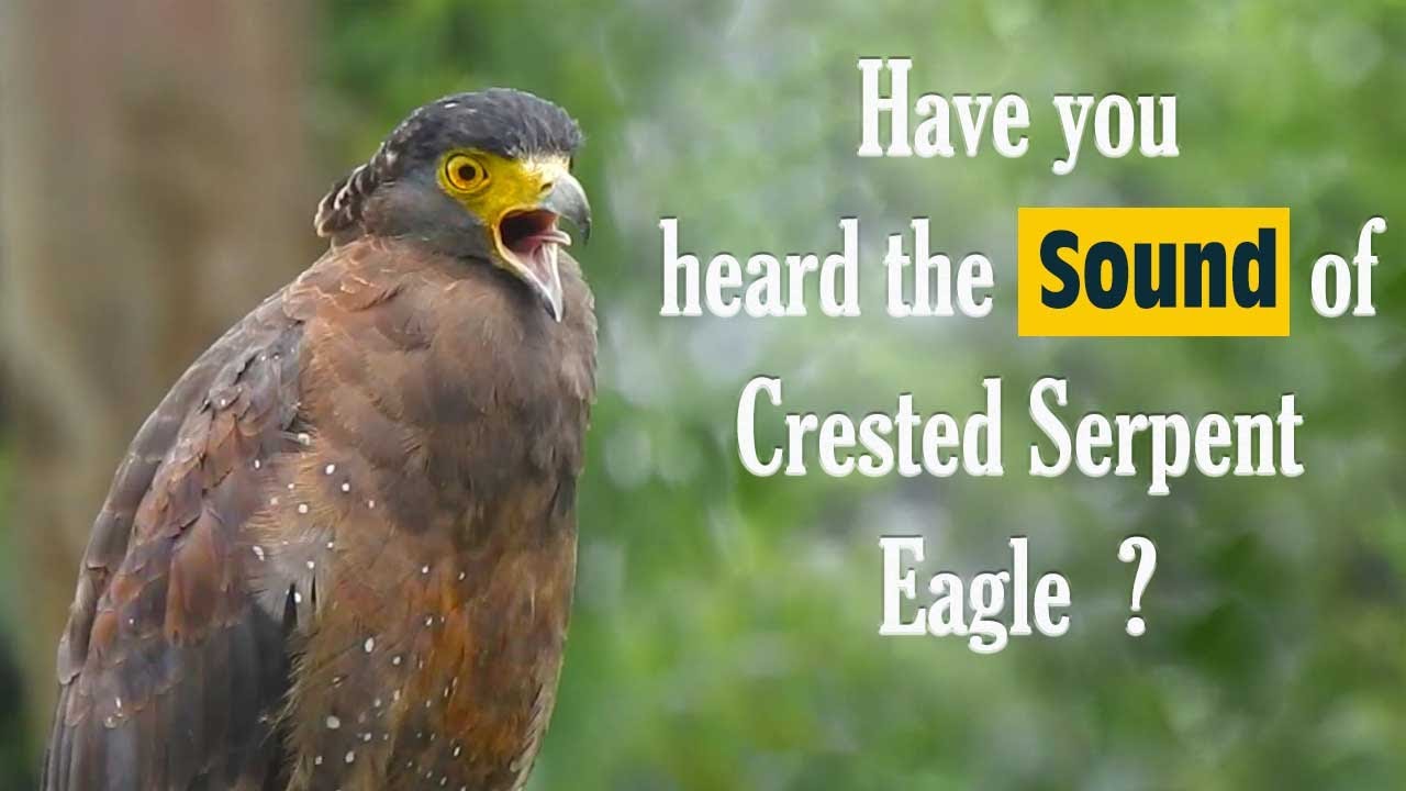 Sound of Oriental Crested Serpent Eagle [Bird calls] [Indian birds ...