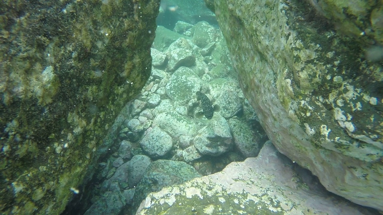 Diving canaries - fish - YouTube