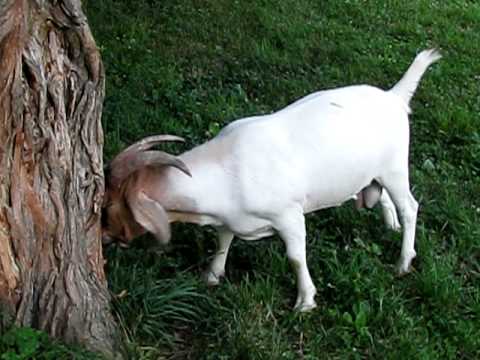 Goat head-butting tree - YouTube