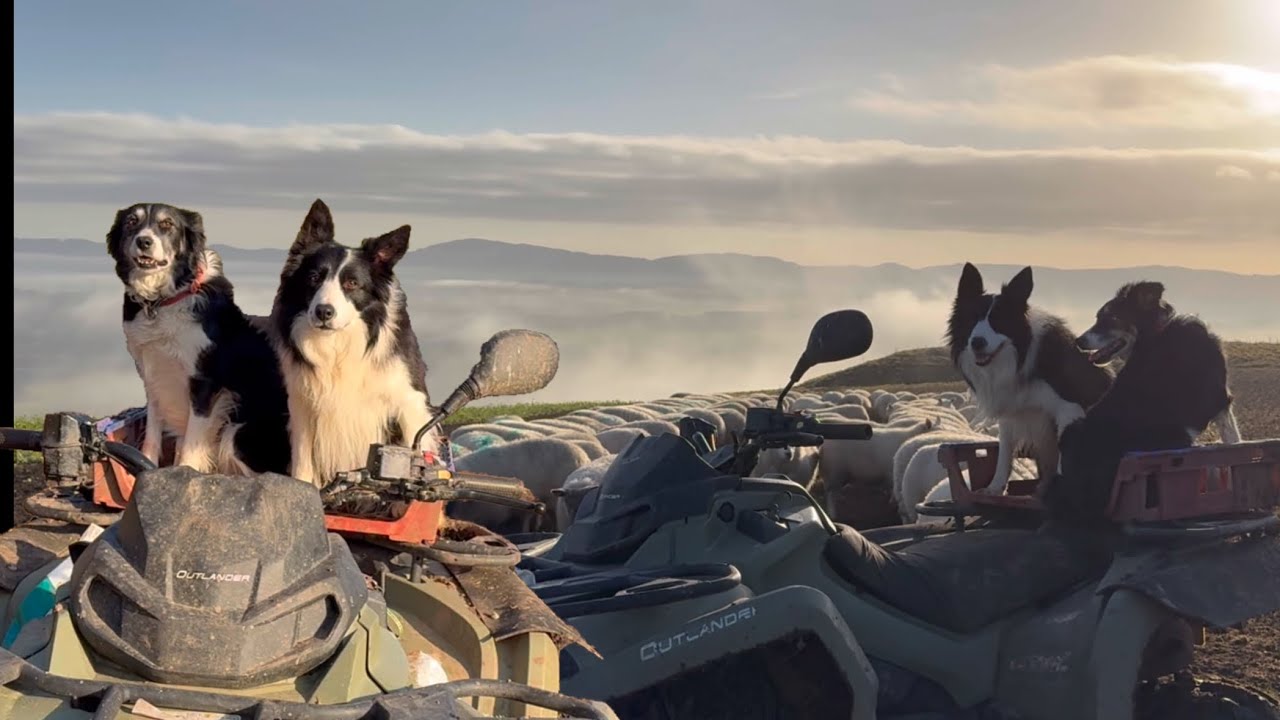 On the farm with 4 dogs - YouTube